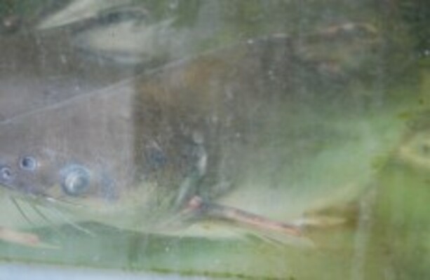 Superquinn's sale of Vietnamese catfish criticised · TheJournal.ie