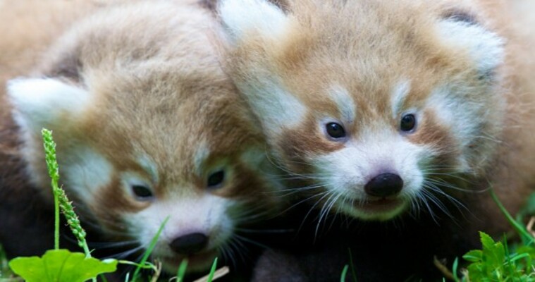 Having a crappy day? Come here and look at these red pandas