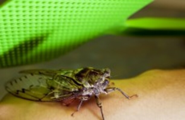 Here's why flies can avoid being swatted and a T-rex might not see you ...