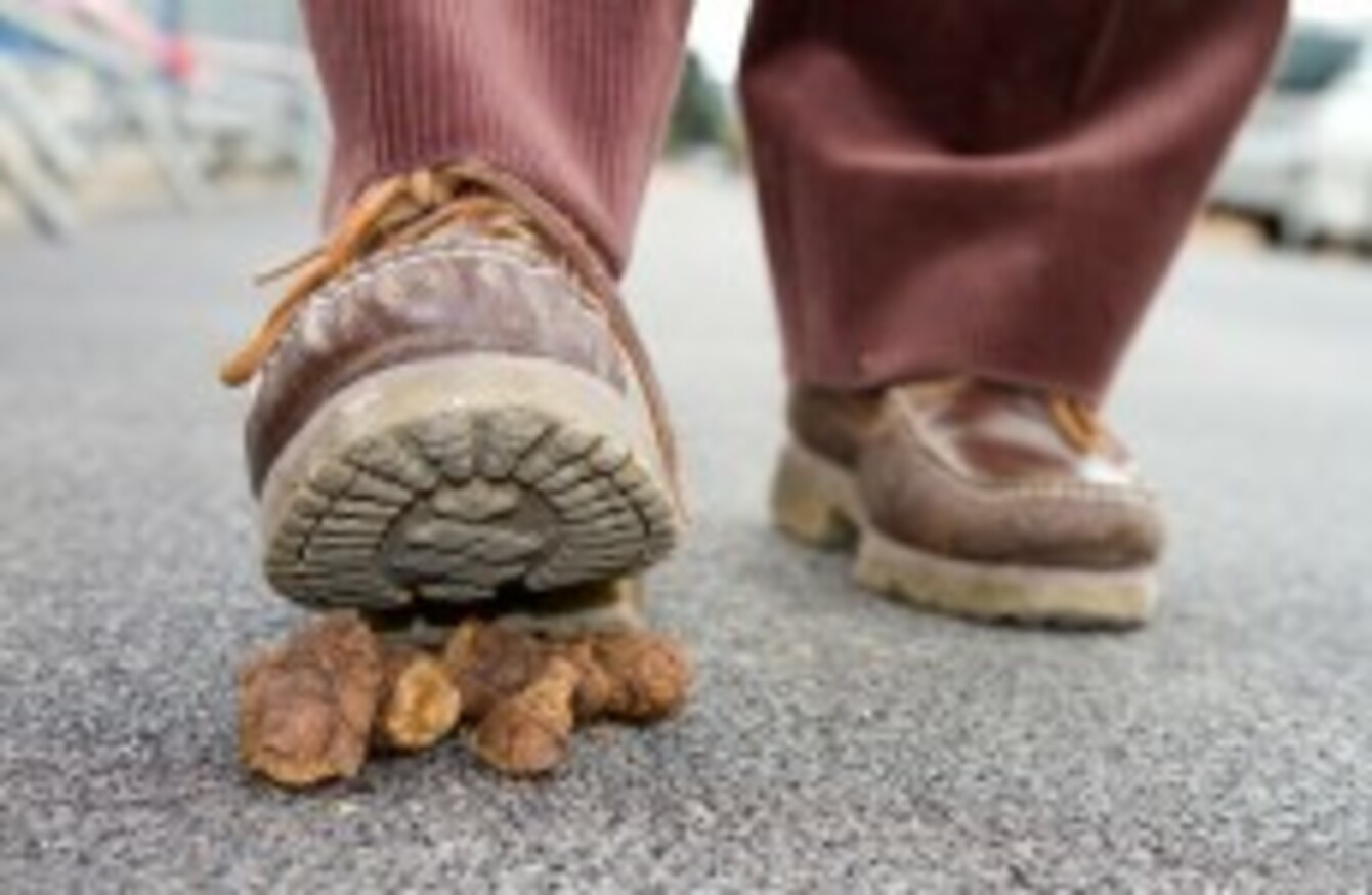 Americans have a higher opinion of toenail fungus and dog poop than of ...