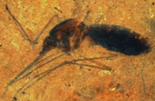 Scientists found a fossilised mosquito full of blood, so can we finally ...