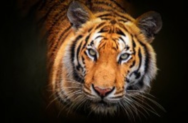 Column: The Celtic Tiger mauled Ireland, so why are NI politicians ...