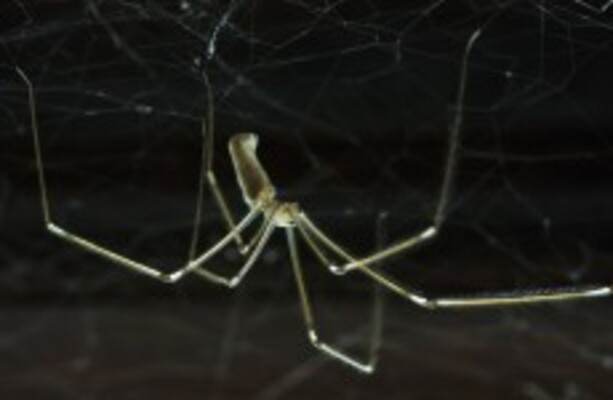 Debunked: Are Daddy Longlegs the most poisonous spiders in the world?
