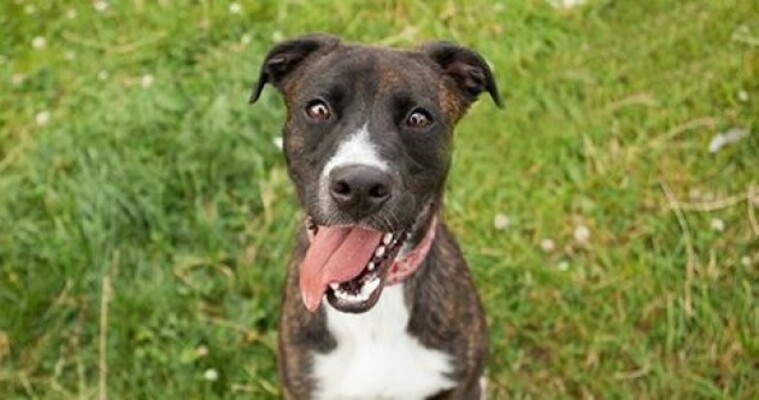 Video: Can you help? Cute, slightly boisterous dogs seek good homes...