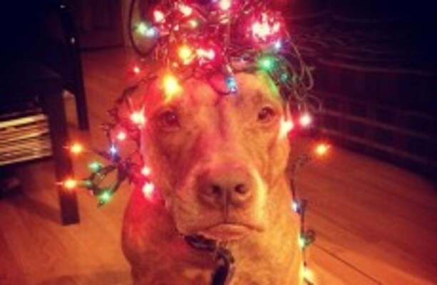Scout the adorable pit bull can balance anything on his head