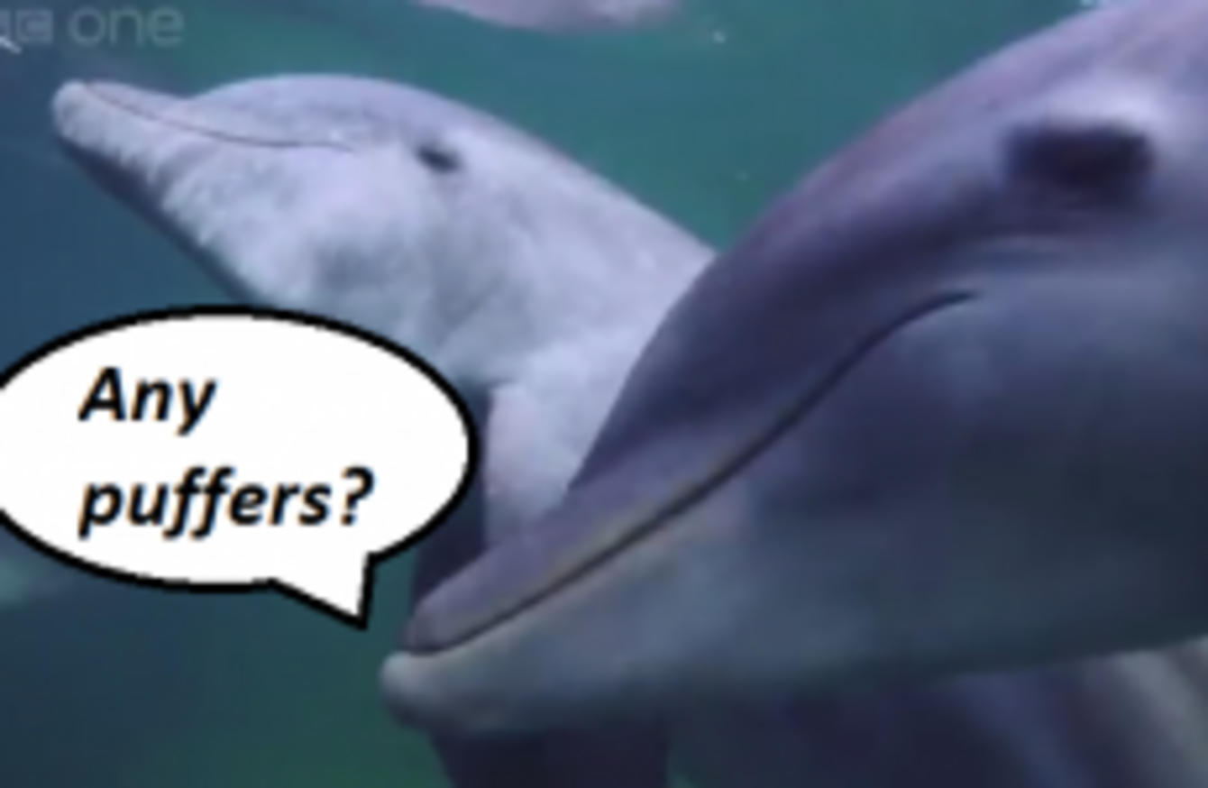 Reckless dolphin teens found to be deliberately getting high by chewing ...