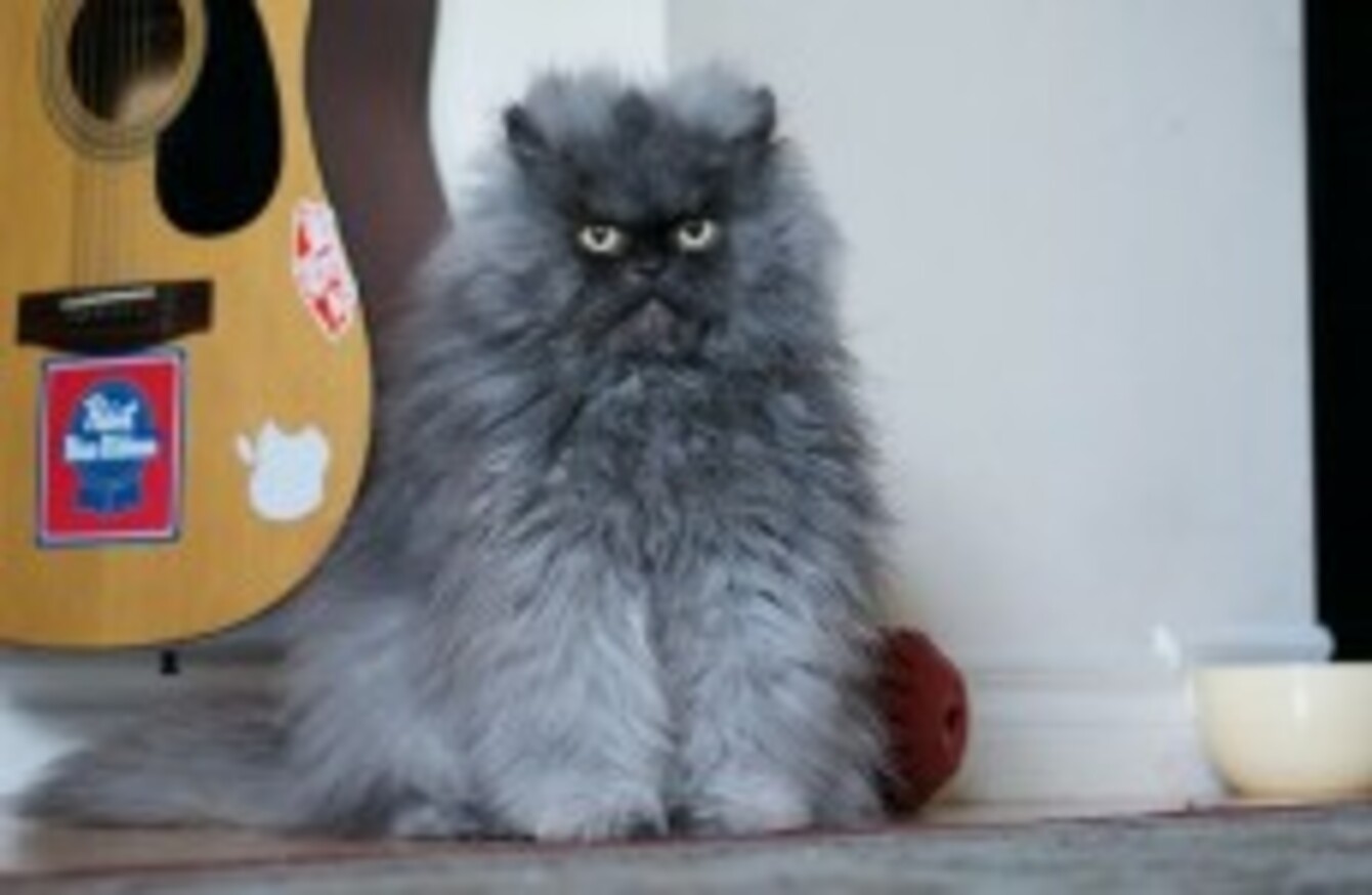 Famous internet cat Colonel Meow dies · The Daily Edge
