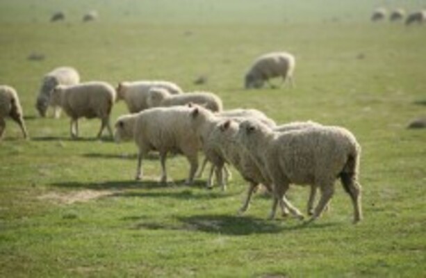 Counting sheep: did you know the sheep census was a thing?