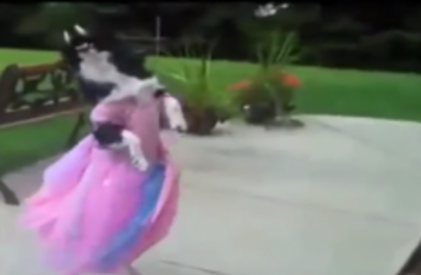 These fabulous salsa dancing dogs will make you crease yourself