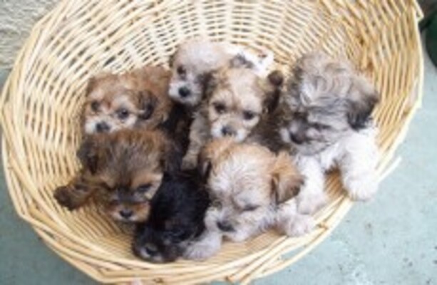 Poll: Should the on-line sale of animals be allowed? · TheJournal.ie