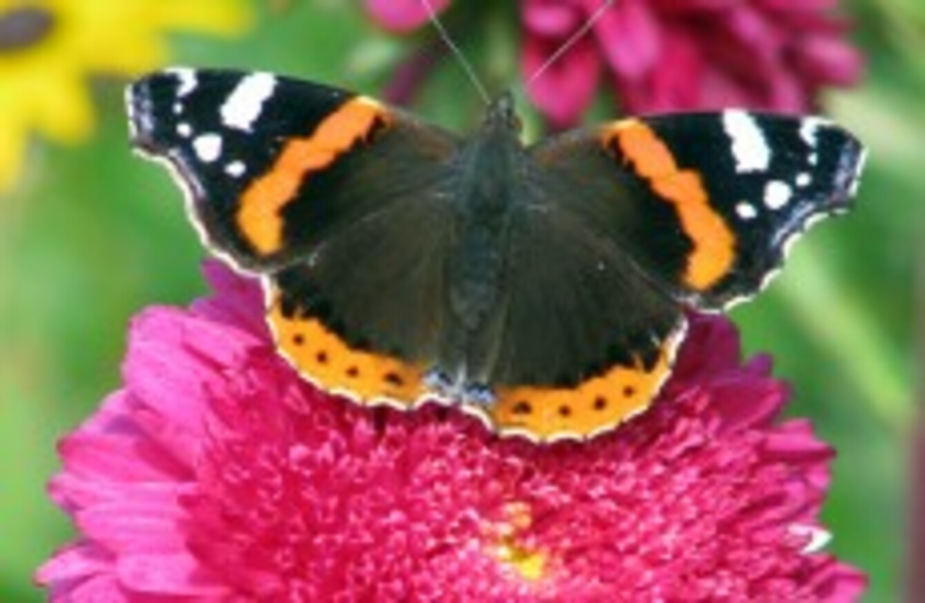 Our butterfly population has increased by a third · TheJournal.ie