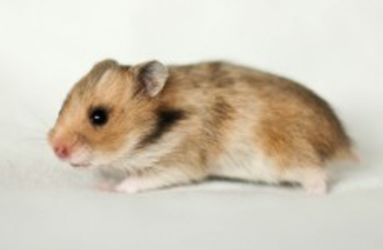 France has a plan to save the endangered Great Hamster of Alsace