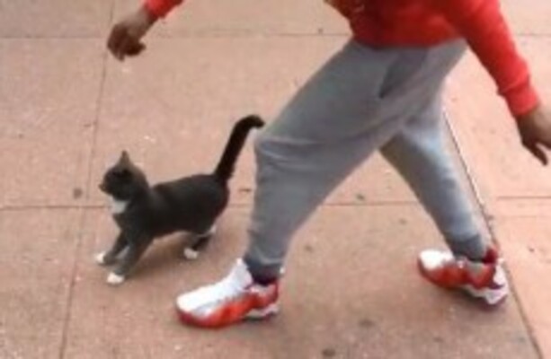 Man arrested after a video of him kicking a cat goes viral