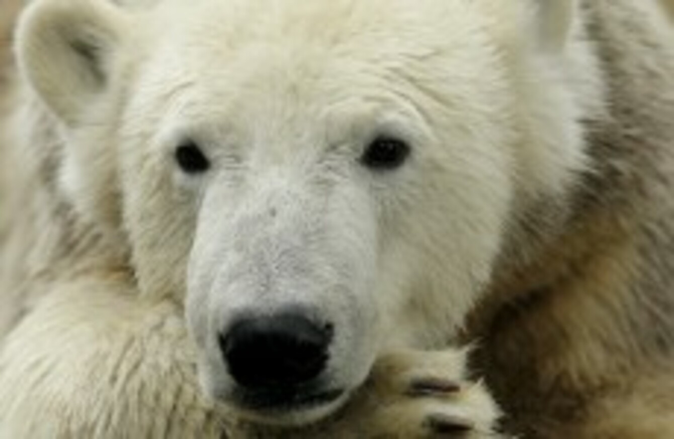 At last: Study explains why polar bears are fat and yet healthy