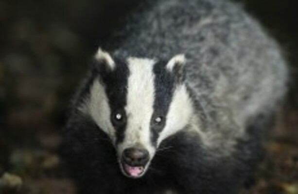 'Bloody' demonstrations to be held against badger culling