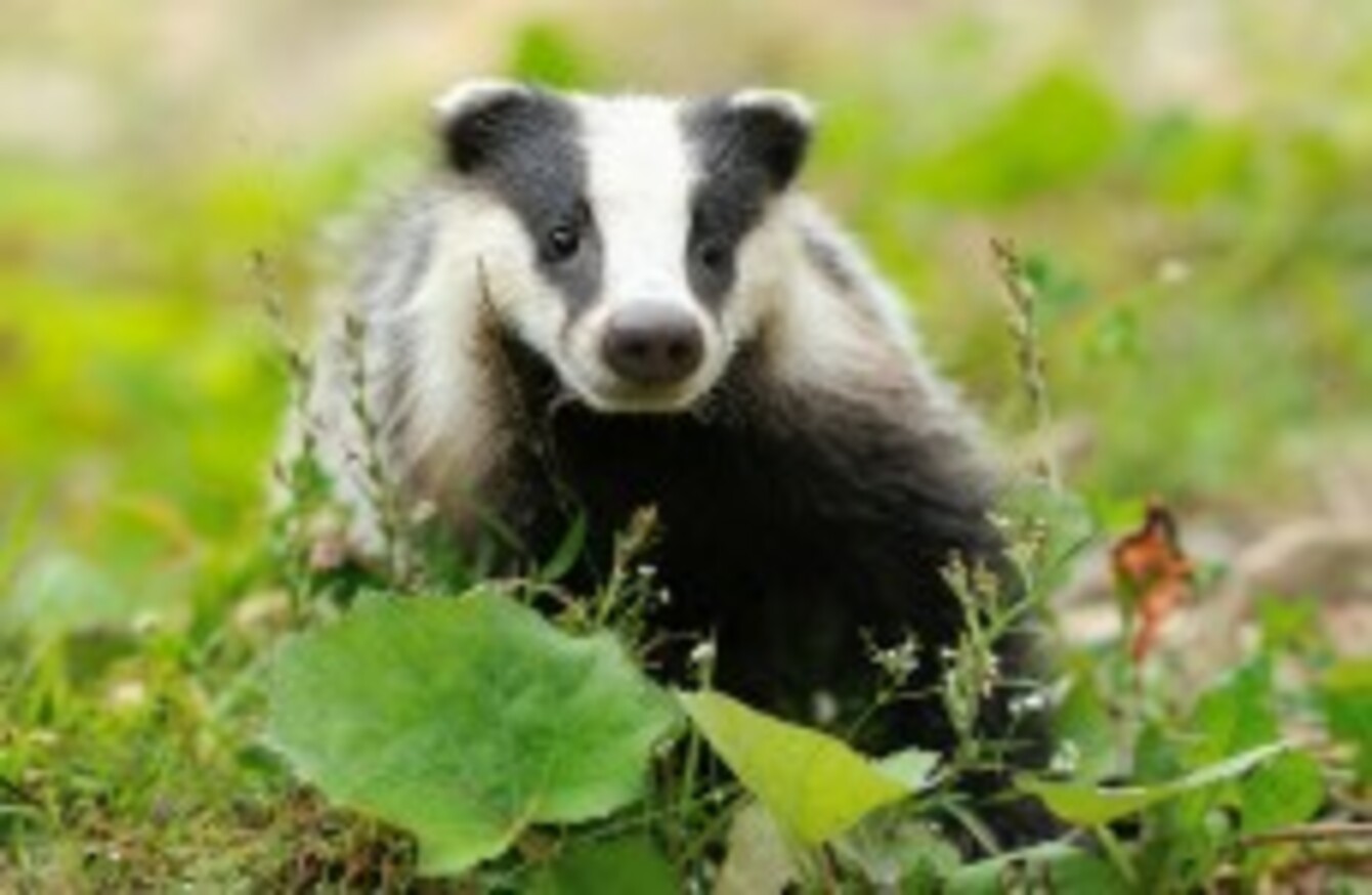 Ireland culled up to 39,000 badgers in six years · TheJournal.ie