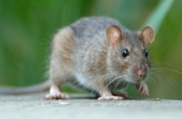 Rats On A Plane: Rodent infestation grounds Indian aircraft