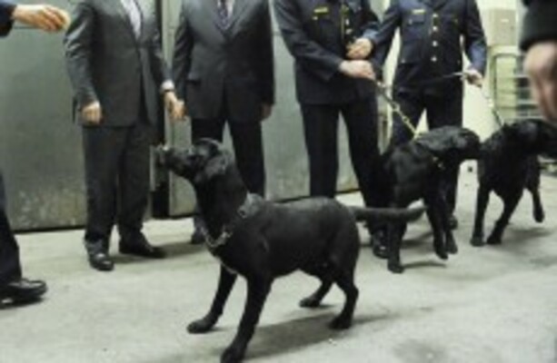 Sniffer dog unit at Wheatfield Prison 'compromised' after false ...