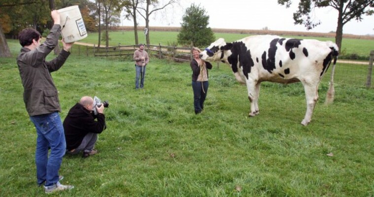 Meet Blosom, the world's tallest cow · TheJournal.ie