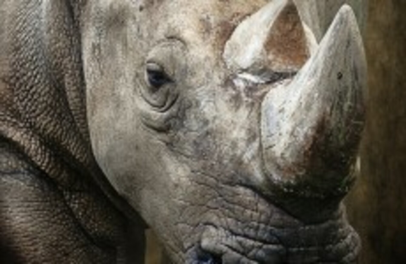 Zookeeper seriously injured in rhino attack at British zoo