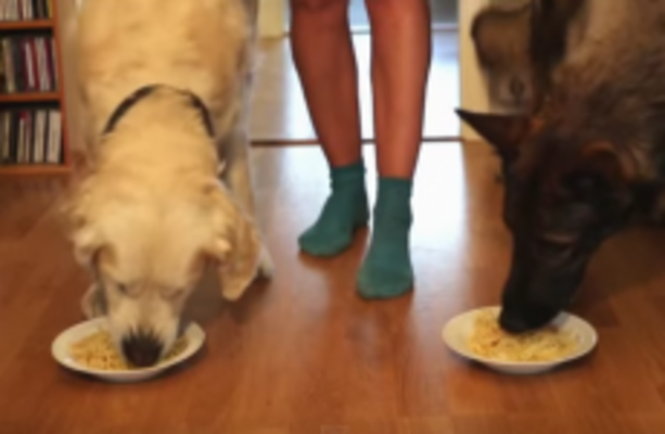 Two dogs have a spaghetti-eating competition. But who will win?