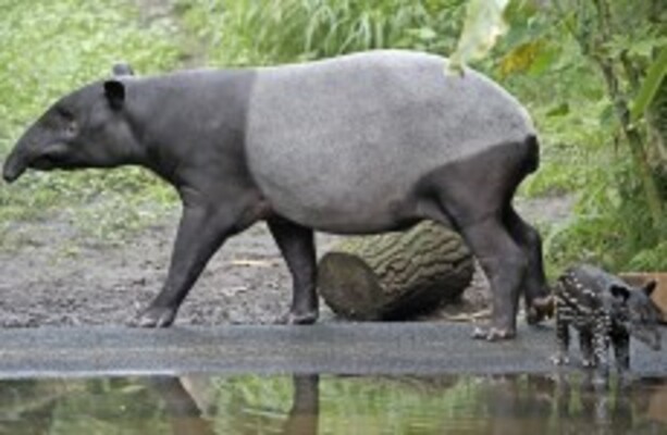 Toddler attacked by tapir in Dublin Zoo 'lucky not to be infected'