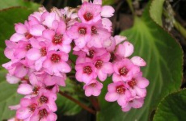 Plant life: Gerry Daly tells you how get the most out of your garden