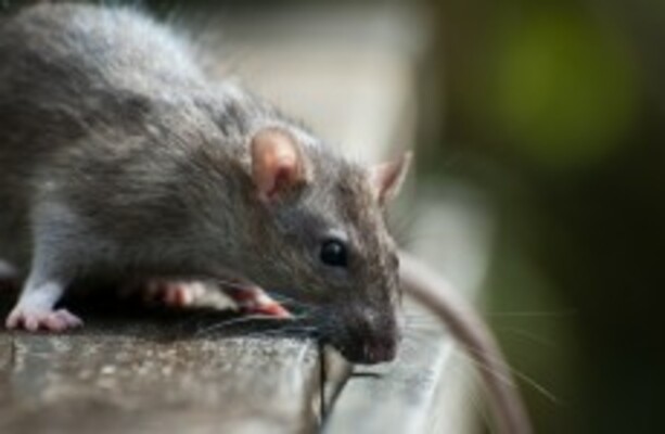 Killer of over 100,000 rats hired by Pakistani city to tackle rodent ...