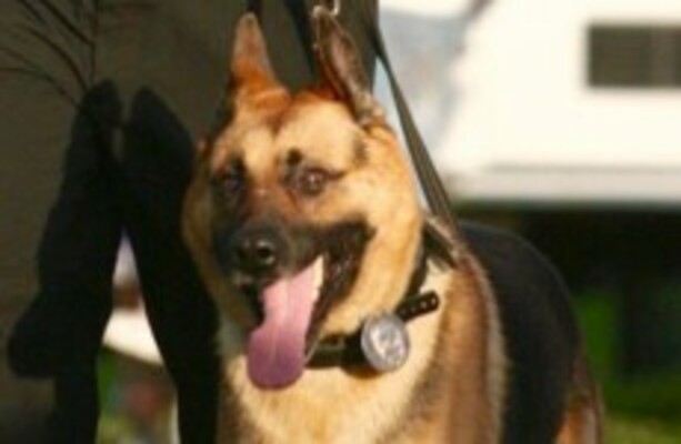 Retired police dog given final salute by officers on his way to be put down