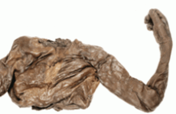 Bog body found in Co Laois could be that of sacrificed king