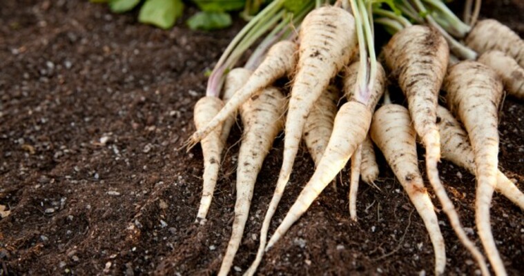 Plucky Parsnips: How to grow this versatile crop (plus other tips for May)