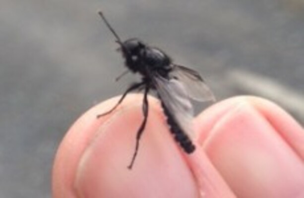 Massive swarms of these weird-looking flies will soon be back in Ireland