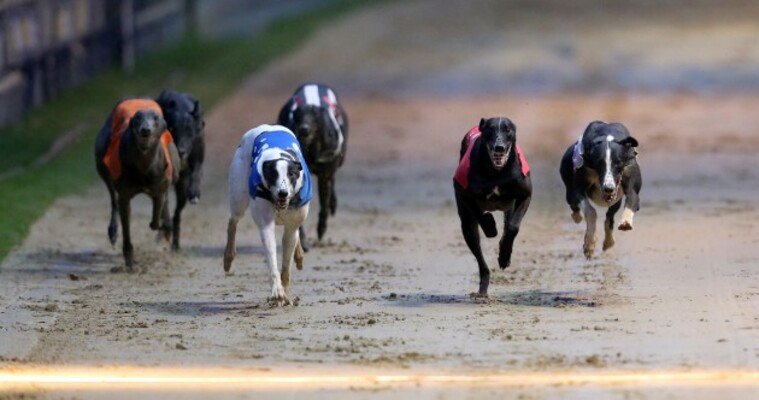 Two men charged with using kittens as live bait for greyhound training