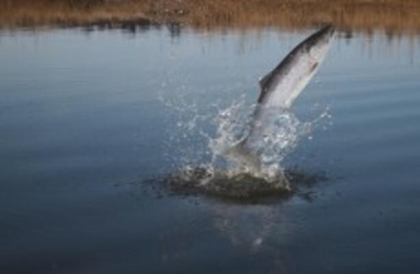 Polluted water kills "extensive" amount of fish in Limerick