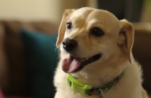 'Chance the dog has taught me there's nothing anybody can't do'