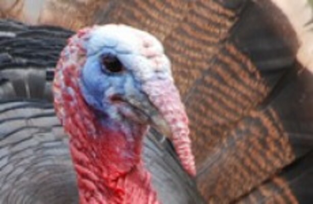 How many turkey-testicle eating festivals is too many for one city?