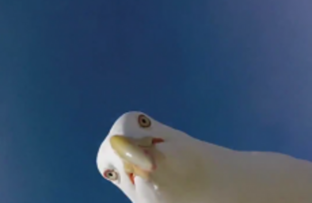 This seagull captured some stunning shots after stealing a tourist's camera