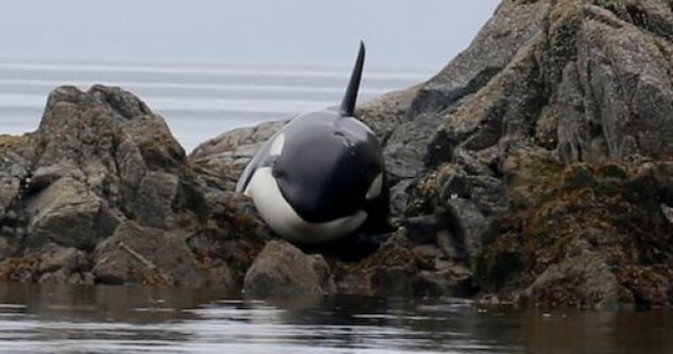 A giant killer whale has been rescued after beaching itself