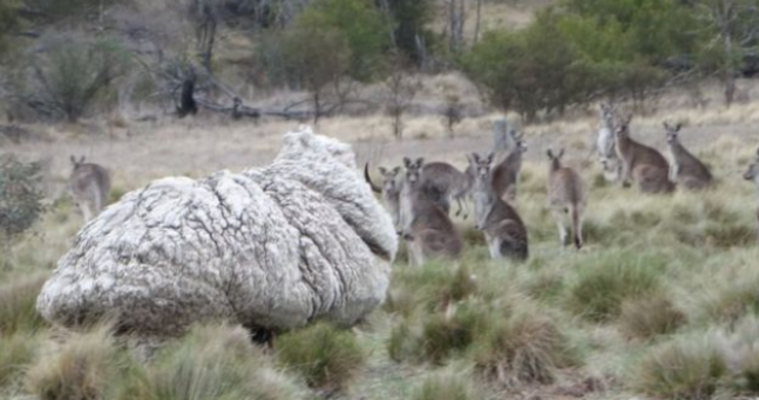 Before and after: The wooliest sheep in the world has just been sheared