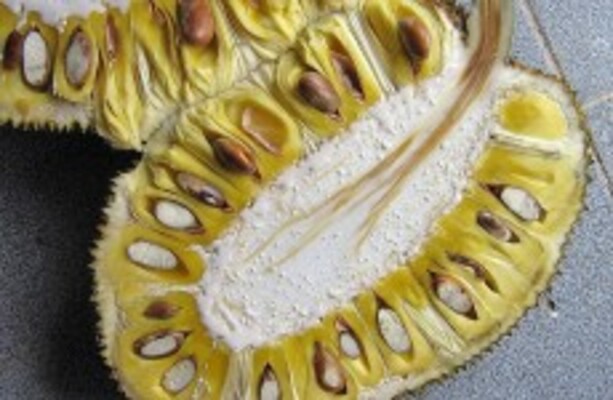 This fruit smells like rotting onions and tastes like pulled pork but ...