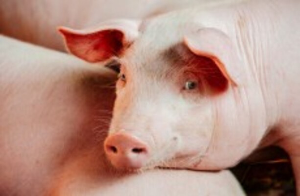 Scientists have been shooting pigs in the head for an experiment