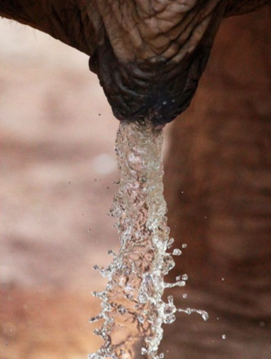 Humans spend as much time peeing as elephants do · TheJournal.ie