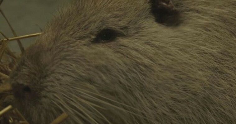 This three-foot swamp rat found in a Tipperary river needs a new home