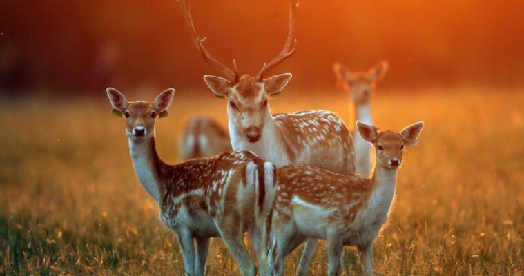 Check out these 6 beautiful photos of deer chilling in the Phoenix Park ...