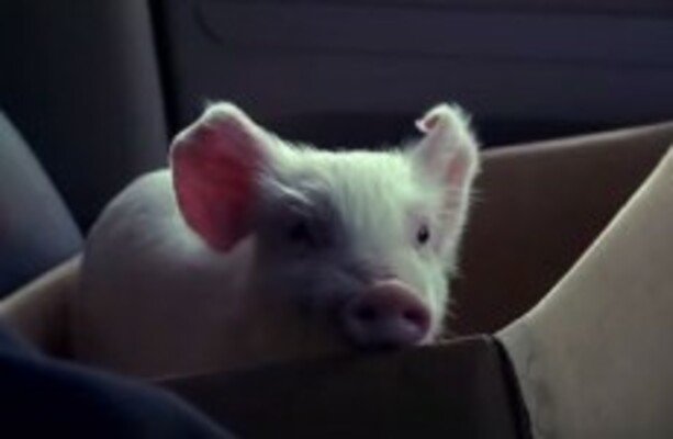Everyone's fallen in love with this ad about a tiny pig · TheJournal.ie