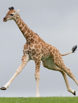 In photos: Can you think of a suitable Irish name for this baby giraffe?