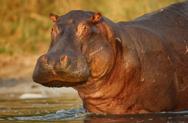 Headless hippo found at Mexico ranch · TheJournal.ie