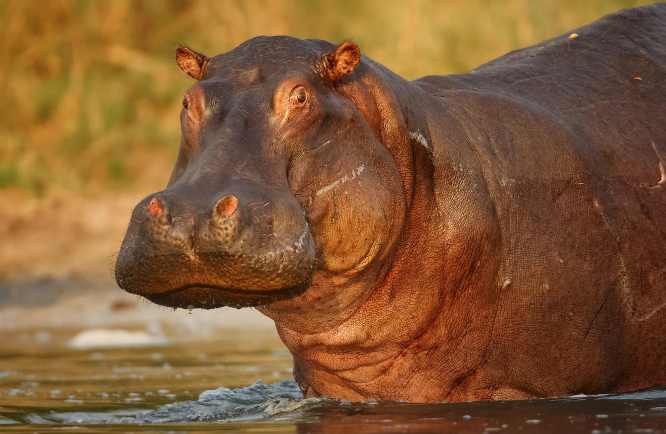 Headless hippo found at Mexico ranch · TheJournal.ie