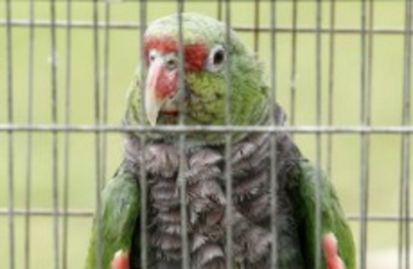 Parrot arrested as accessory to drug cartel · The Daily Edge