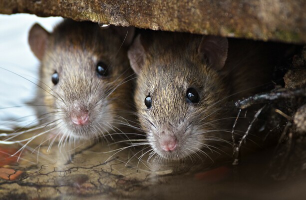 Flooding drives rats out of their homes, and there is a hidden danger ...
